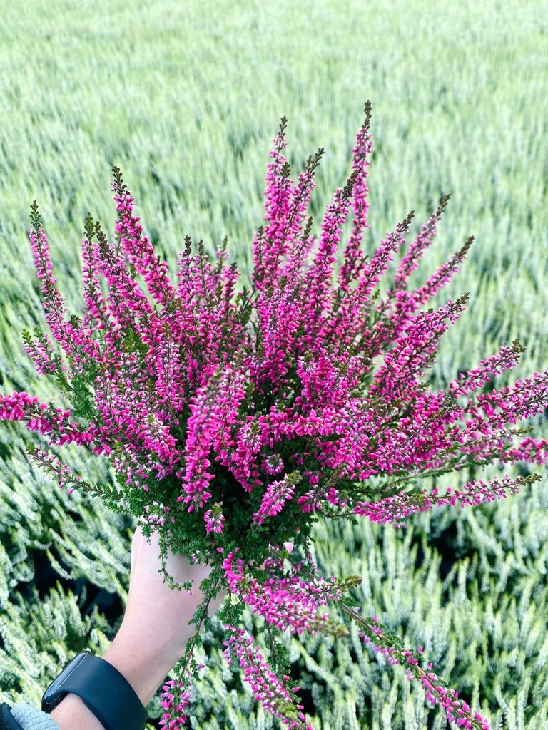 wrzosy wrzos wrzośce rośliny pakiet - 13674733316 - oficjalne archiwum ...