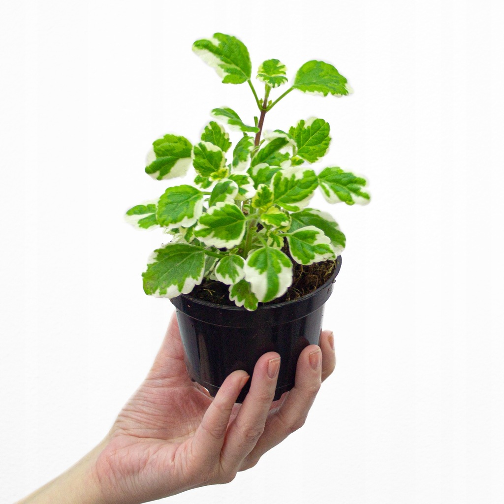 Plektrantus na Taras i Balkon KOMARZYCA Roślina - 13423324810 ...