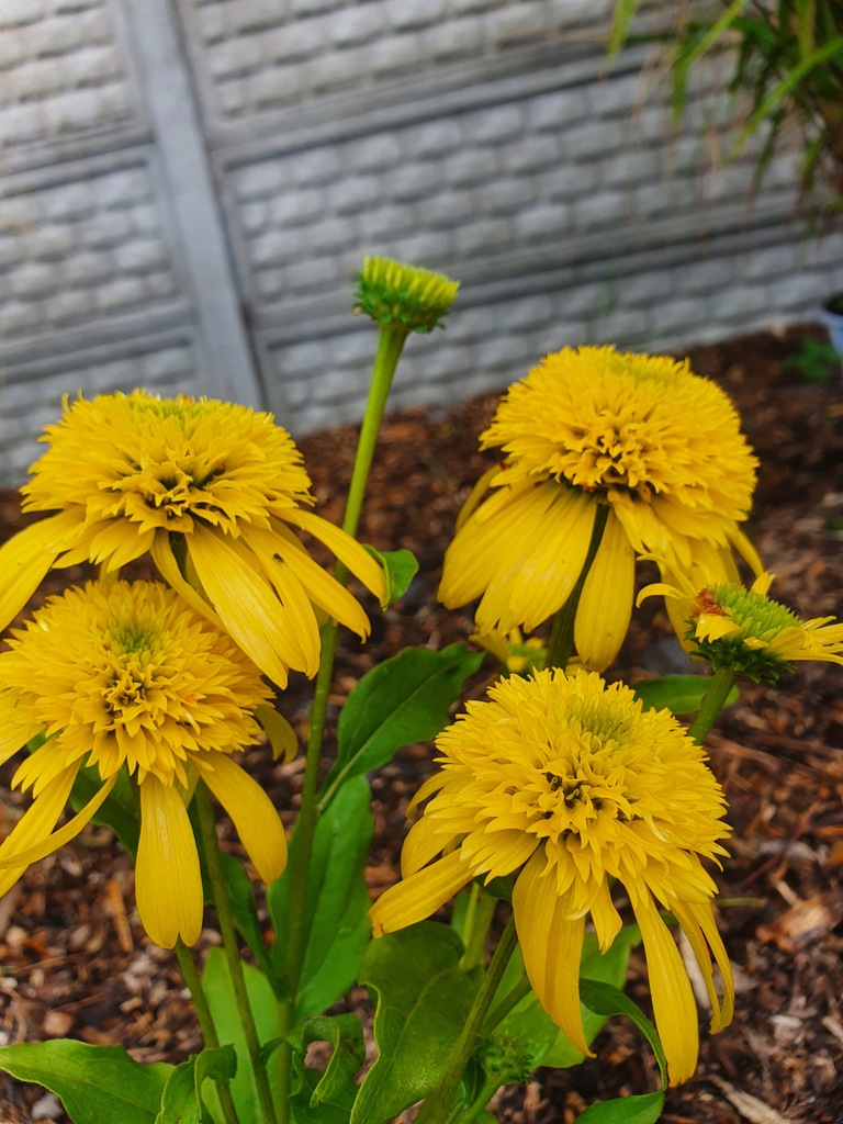 Jeżówka Echinacea SUNNY DAYS LEMON sadzonka C2 - 12291710419 ...