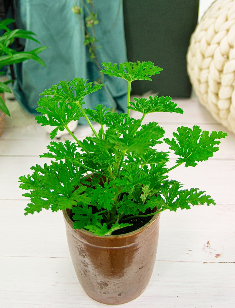 Geranium lecznicze Anginowiec Pelargonia Sadzonka - 12722142020 ...