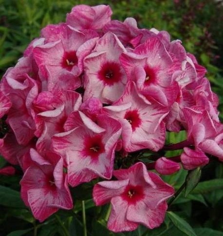 Floks Wiechowaty fairytale of the ural sadzonka 3L - 14473025401 ...