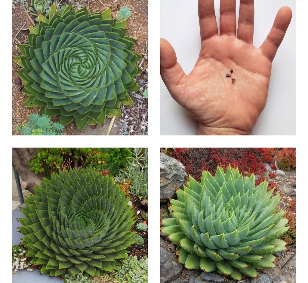 Aloe Polyphylla Aloes Wielkolistny Aloes Spiralny - 11321008466 ... Aloe Polyphylla Aloes Wielkolistny Aloes Spiralny - 11321008466 ...