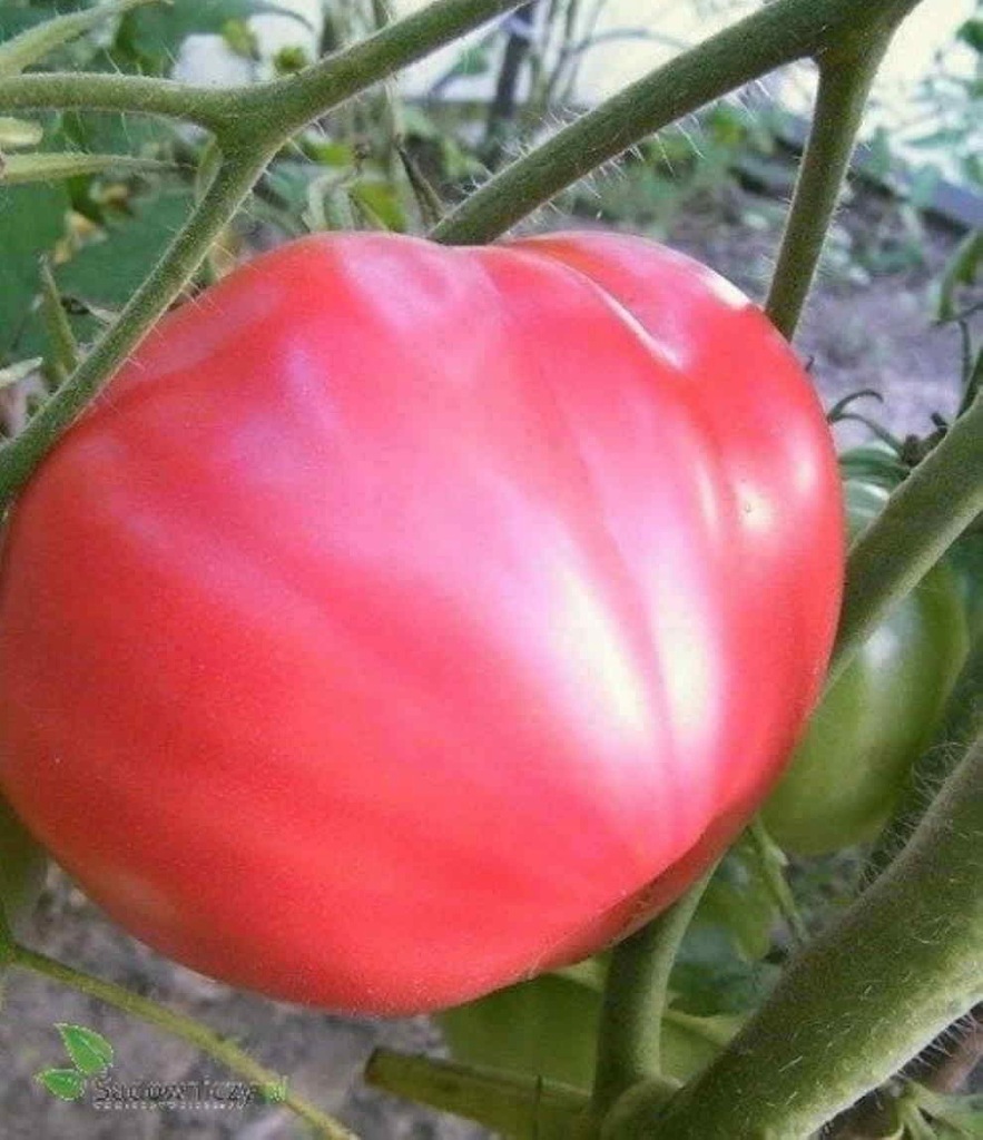 Pomidor BAWOLE SERCE najpopularniejszy SOLANUM L przedsprzed24 ...