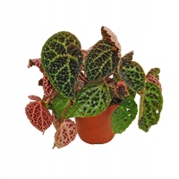 BEGONIA FEROX | DON 12 CM | KWIATY DONICZKOWE ŻYWE - 14518272752 - oficjalne archiwum Allegro