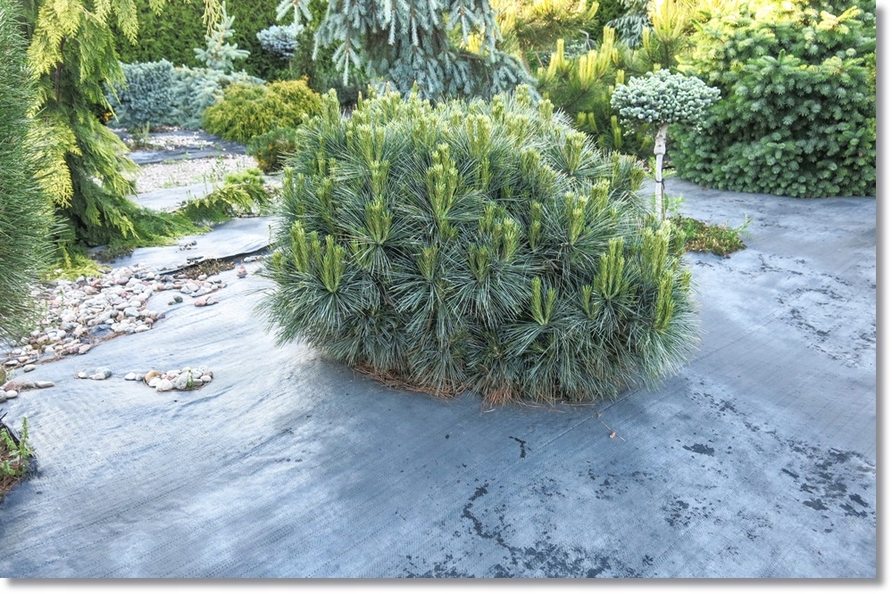Pinus strobus 'Mary Butler' - unikat !!! - 13708423918 - oficjalne ... Pinus strobus 'Mary Butler' - unikat !!! - 13708423918 - oficjalne ...