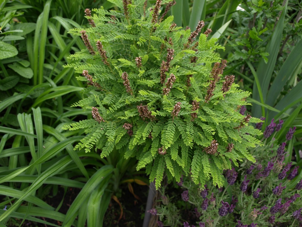 Amorpha nana - indygowiec mini - 11043801336 - oficjalne archiwum Allegro