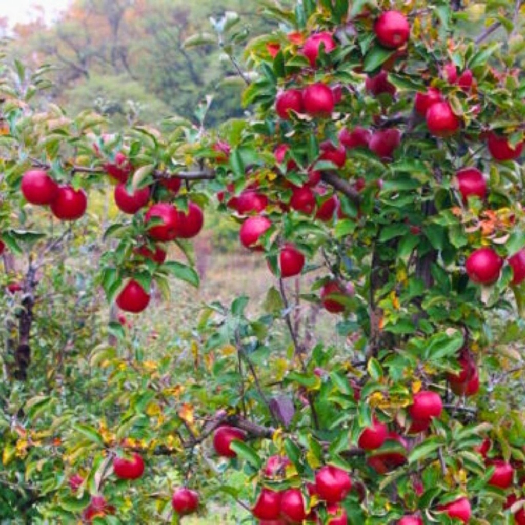 Jabłoń Spartan Sadzonka Drzewko Owocowe - 14175751321 - oficjalne ...