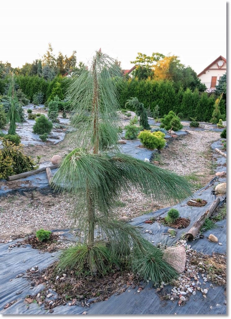 Pinus ponderosa 'Pendula' - !!!!!!!! Duża !!!!!!! - 16603037997 ...