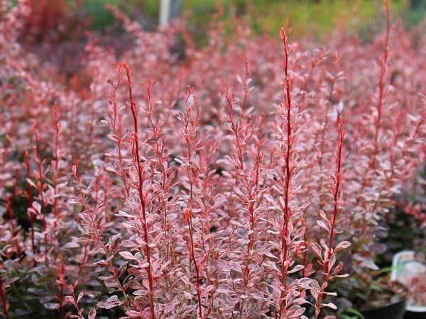 Berberys thunberga ROSY ROCKET Kolumnowy Wysoki P9 - 11263059157 ...