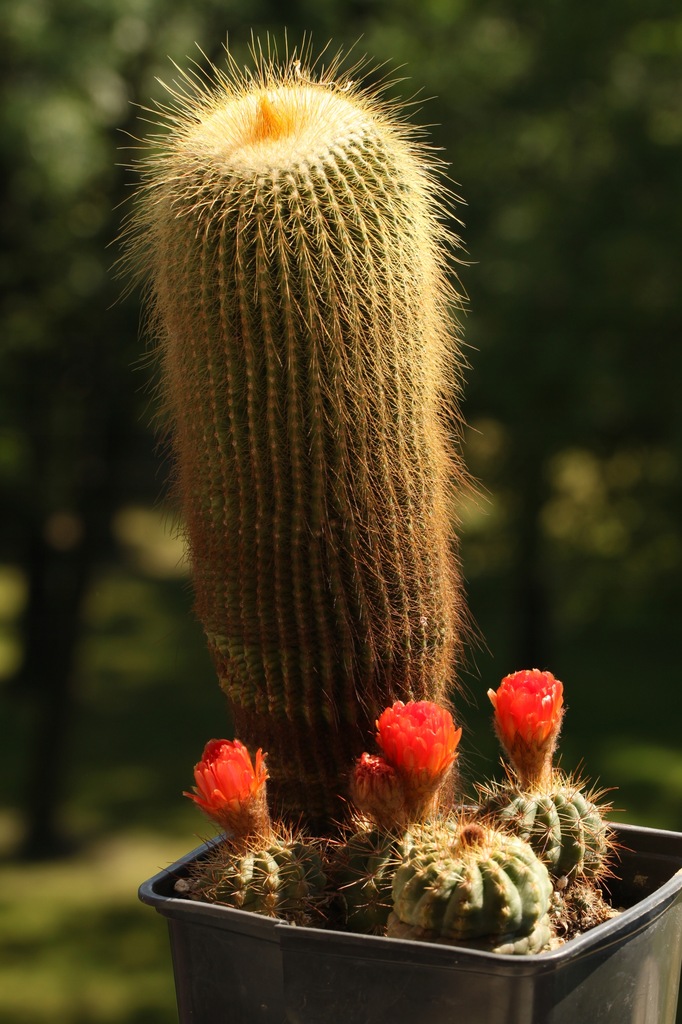 KAKTUSY. Notocactus leninghausii, Eriocactus - 14719980904 - oficjalne ...