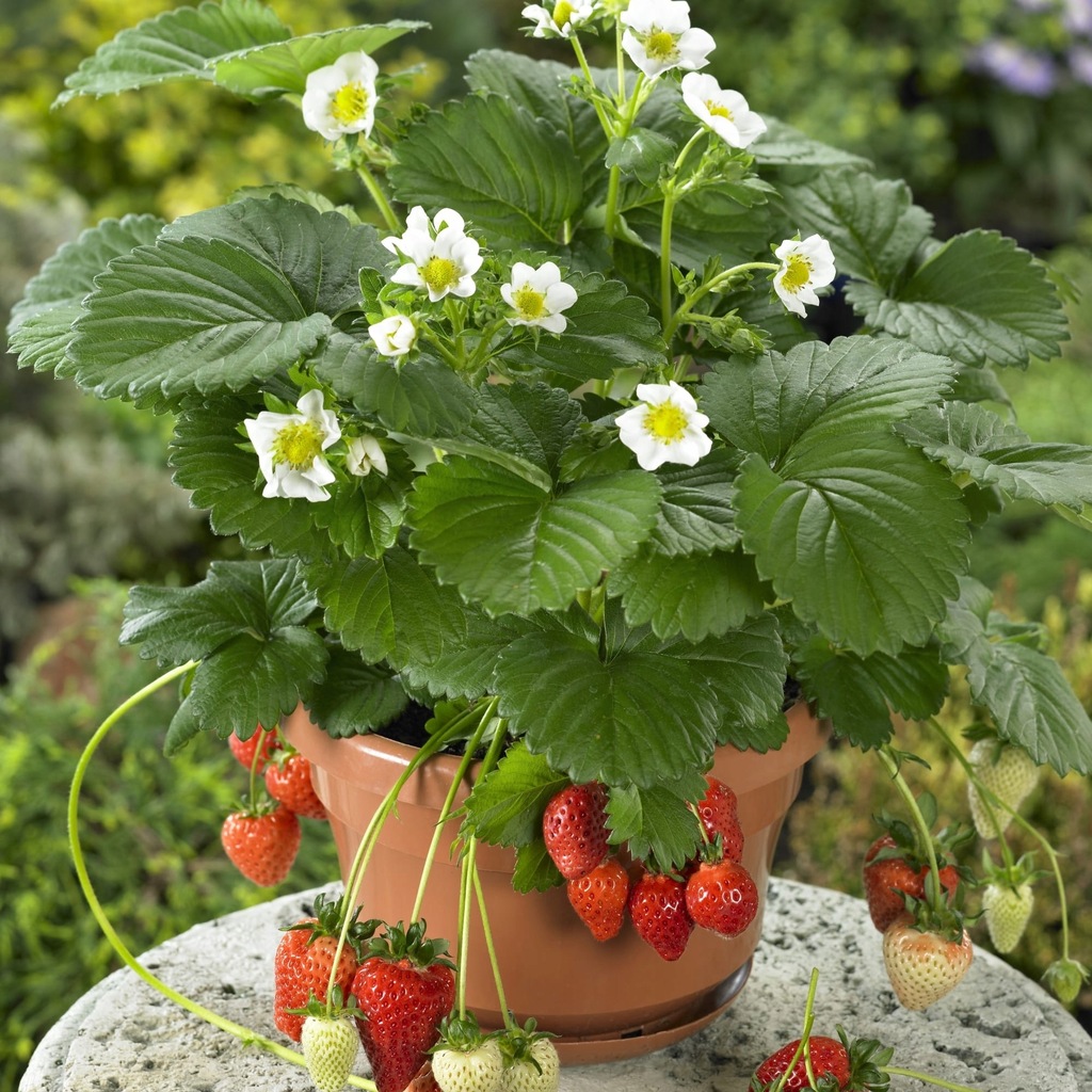 Truskawka ozdobna Fragoo White 'Beltran' p9 - 17111466228 - oficjalne ...