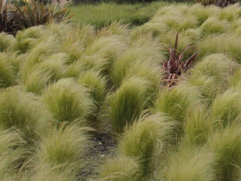 Trawa, STIPA TENUIFOLIA kat.1031 - Nowość! - 7782144865 - oficjalne ...