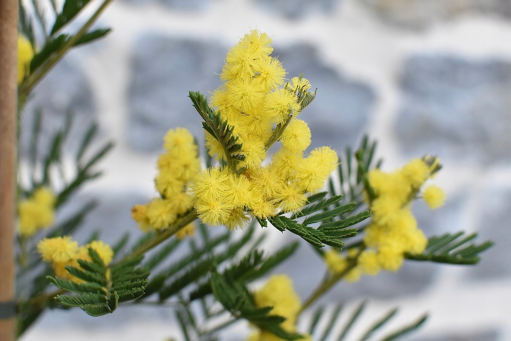 Acacia dealbata akacja srebrzysta mimoza - 13374163944 - oficjalne archiwum Allegro