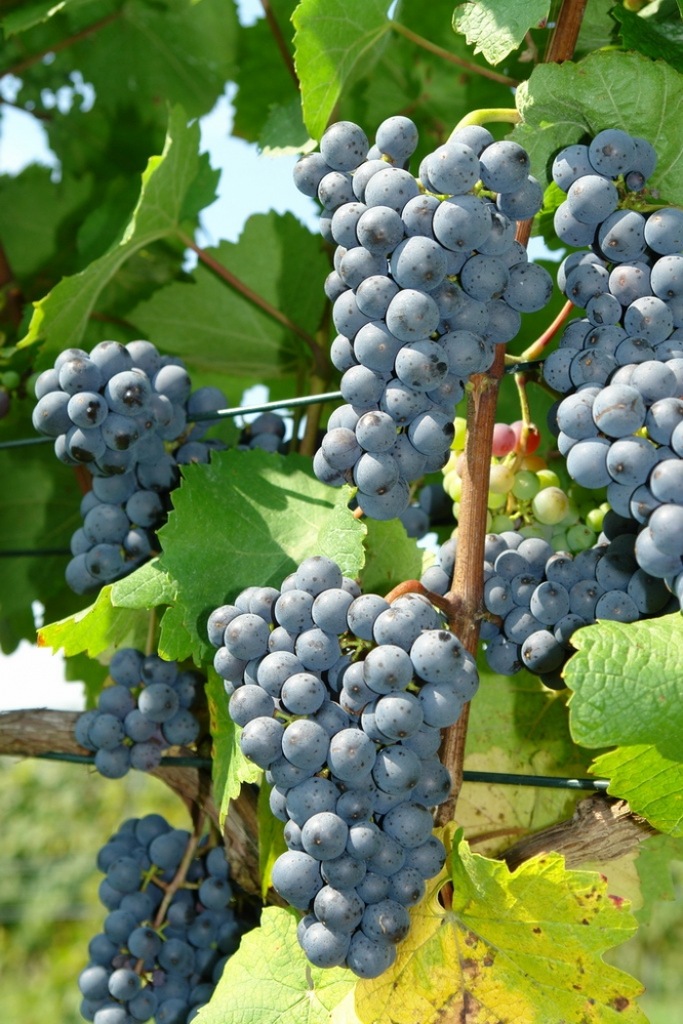 Sadzonki winorosli odmian deserowych. - 7342546854 - oficjalne archiwum ...