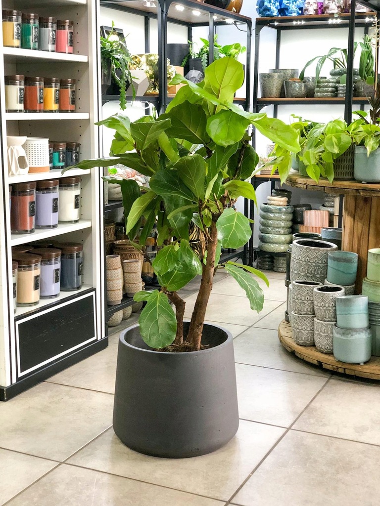 Ficus Lyrata fikus lirata drzewko 100 cm - 13381474005 - oficjalne ...