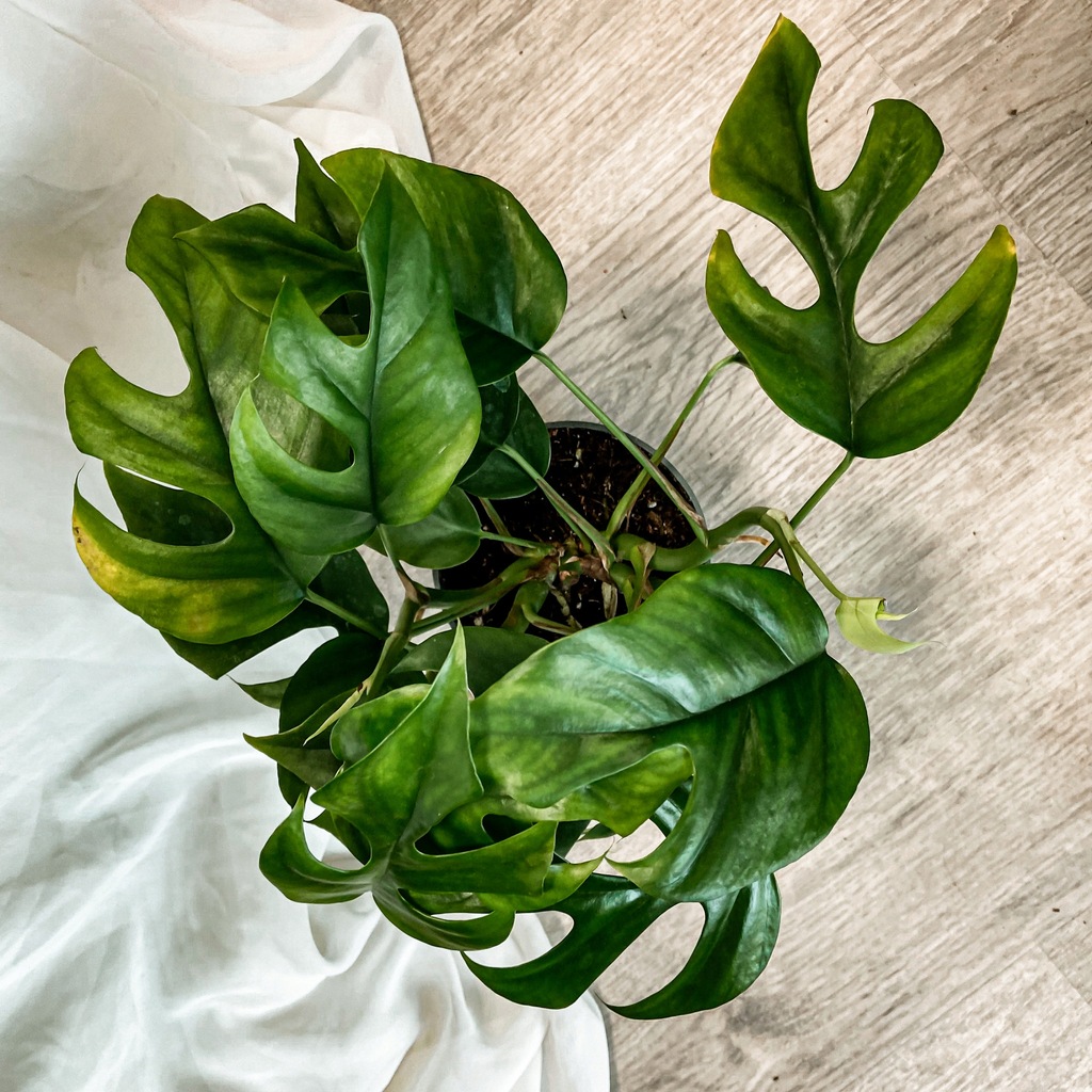 Monstera Minima Piccolo Rhaphidophora tetrasperma - 11717692815 ...