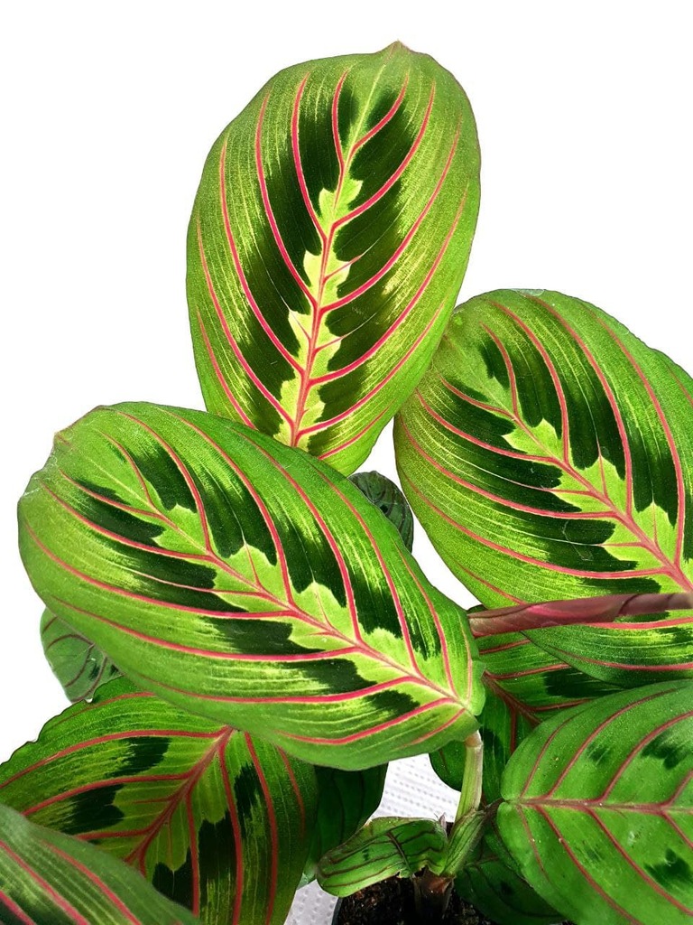 Marantha Maranta FASCINATOR Kolorowa rozm. S - 12779029539 - oficjalne ...