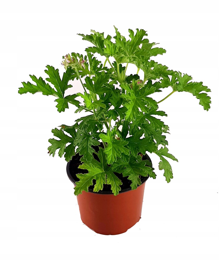 GERANIUM ANGINKA lecznicza CYTRYNKA sadzonka 25-30 - 9315026916 ...