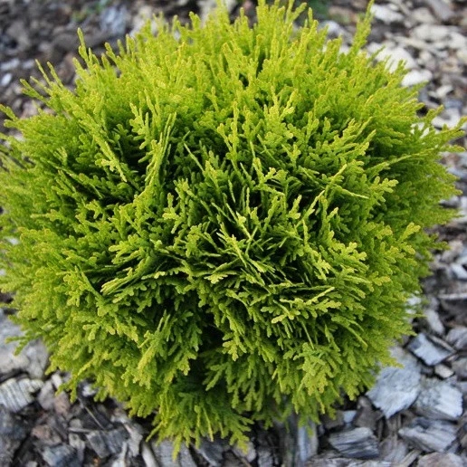 TUJA DAVID - ZŁOTA KULA - ZESTAW 8 SZTUK !!! - 13120627570 - oficjalne ...