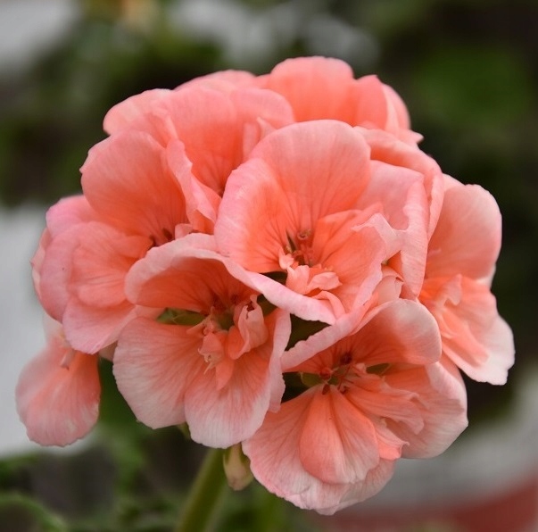 Pelargonia ŁOSOSIOWA zonale Smart Lenja Salmon - 13114514911 ...