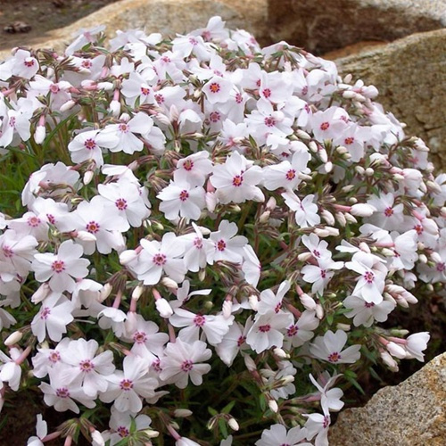 Floks szydlasty Amazing grace MROZOODPORNY Duża Sadzonka 1l ...