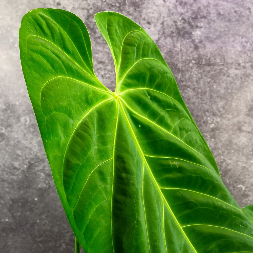 ANTHURIUM QUEREMALENSE anturium OLBRZYMIE LIŚCIE - 13331448156 ...