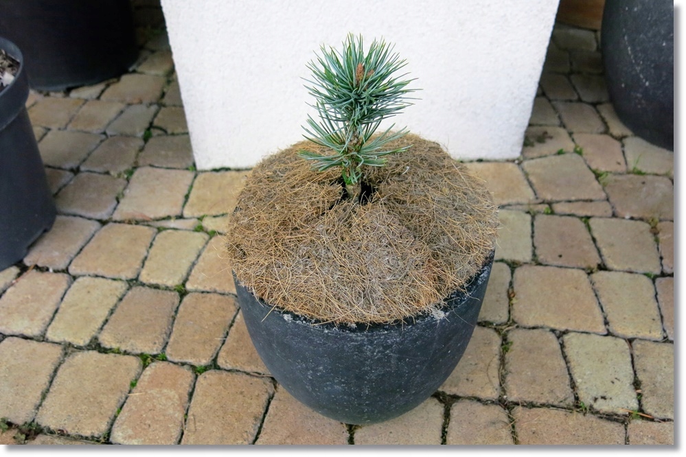 Pinus longaeva Formal Form - Unikat !! - 14415102813 - oficjalne ...