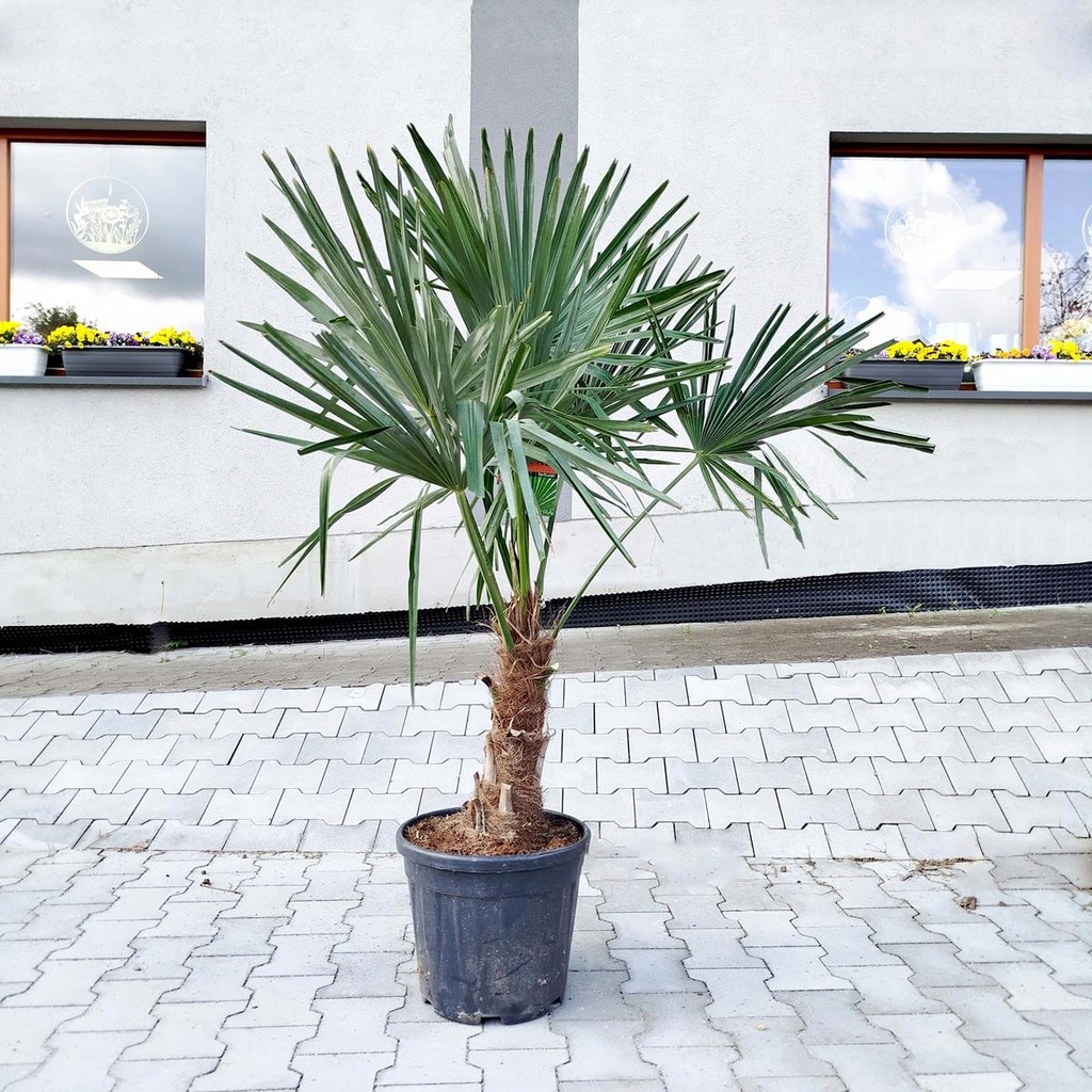 Palma szorstkowiec Trachycarpus Fortunei palma do ogrodu 160cm ...