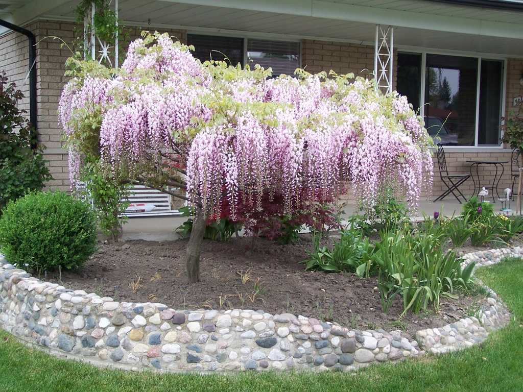 acm WISTERIA RÓŻOWA GLICYNIA HONBENI PNĄCZE C2 - 7868849996 - oficjalne ...