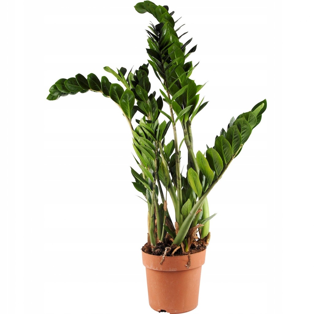 Zamiokulkas Zamiolistny Zamioculcas Zamiifolia 35 - 13640924285 ...