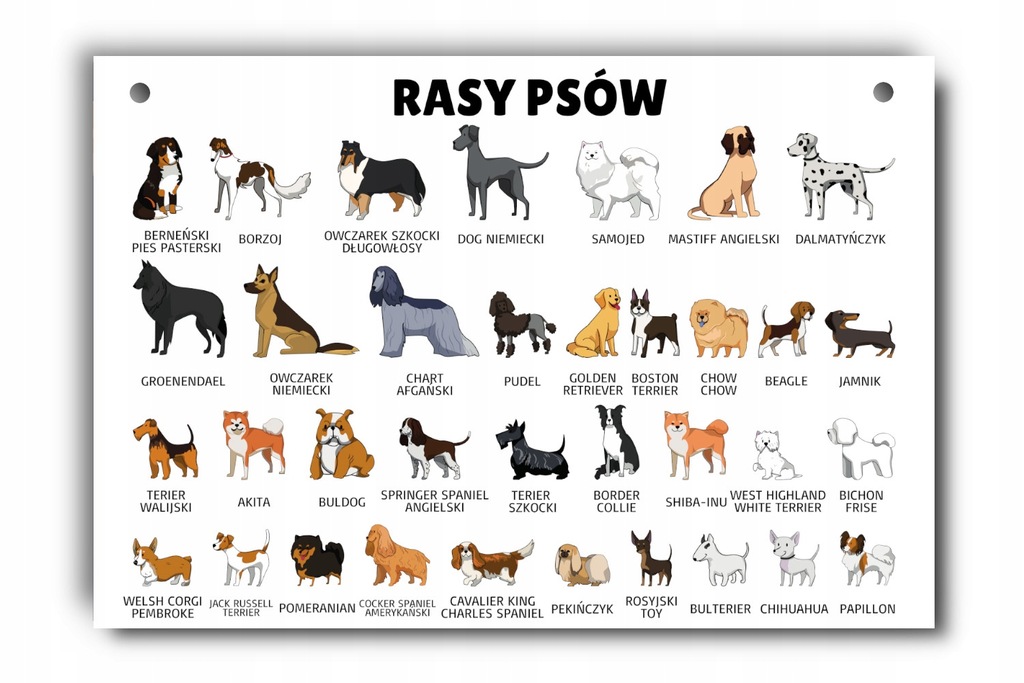Tablica edukacyjna rasy psów psy rasowe lista A4 - 12279672934 - oficjalne archiwum Allegro