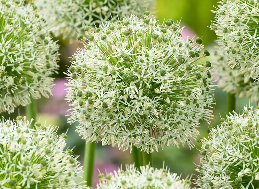 CZOSNEK OZDOBNY ( ALLIUM ) 'MONT BLANC' | 1 SZT | CEBULKI KWIATOWE ...