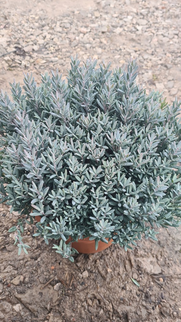 Andromeda 'Blue Ice' modrzewnica ogromna sadzonka! - 11788395723 ...
