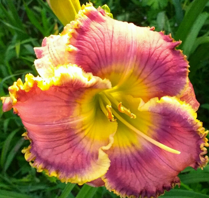 LILIOWIEC BLUE EDEN -Hemerocallis - 8369315641 - oficjalne archiwum Allegro