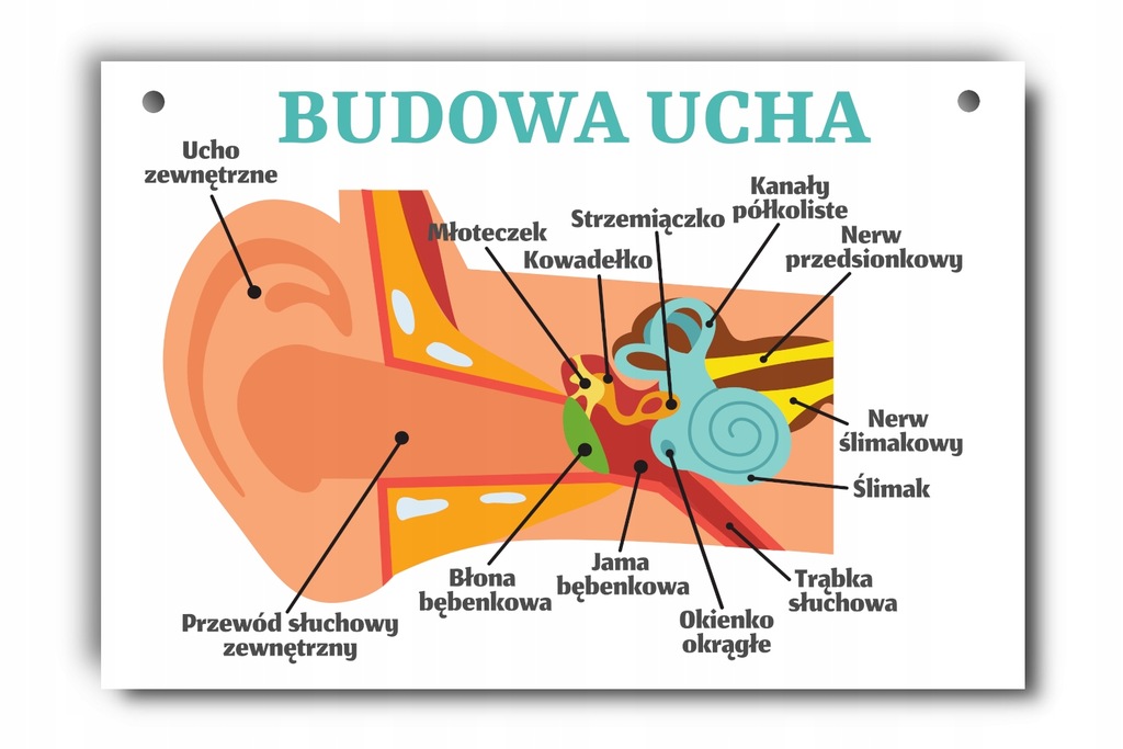Tablica dydaktyczna budowa ucha ludzkie ucho A4 - 13786124823 ...