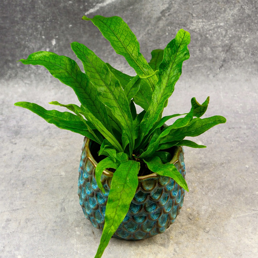 Microsorum Crocodyllus - Paproć Krokodyla - 13104091838 - oficjalne ...