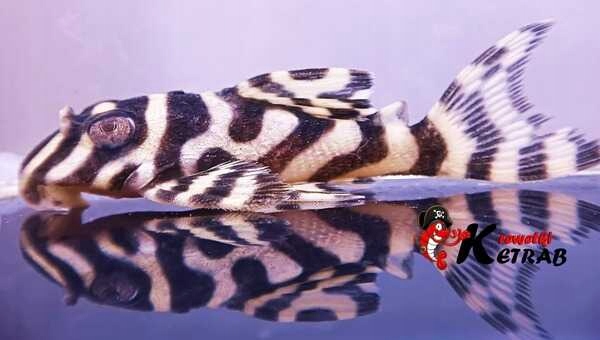 Zbrojnik L 333 Select KRAJOWY! - 12395757537 - oficjalne archiwum Allegro