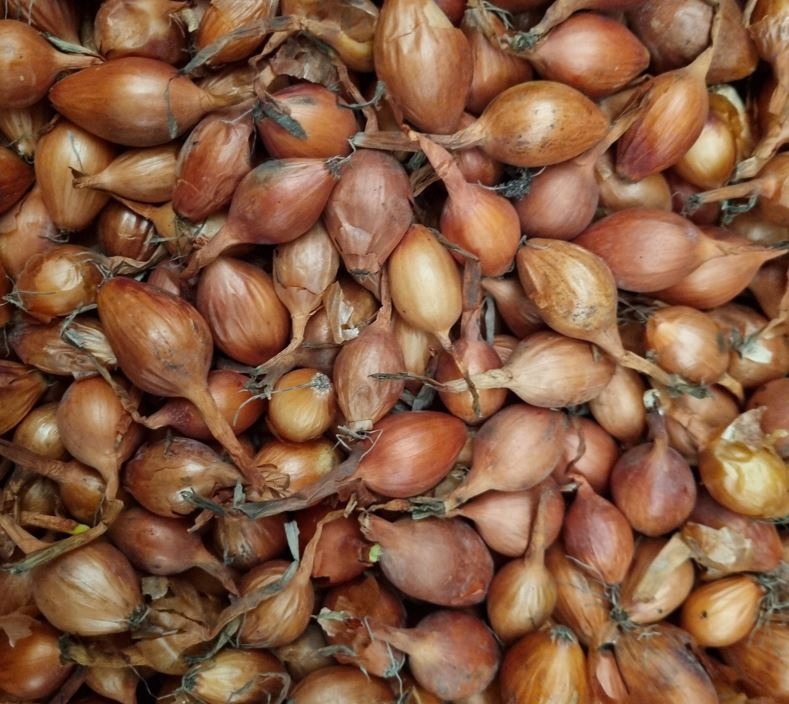 Cebula dymka zimowa STURON II łagodna plenna 0,5kg - 12607116104 ...