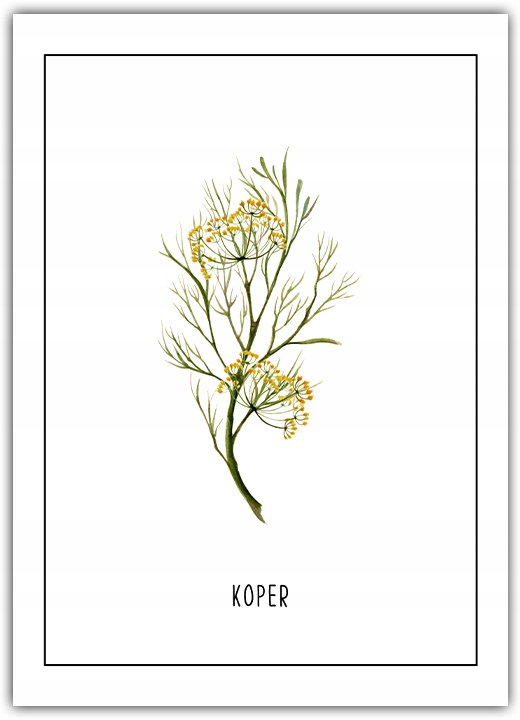 PLAKAT do kuchni HERB 21x30 rysunek KOPER OGRODOWY - 12025767114 ...