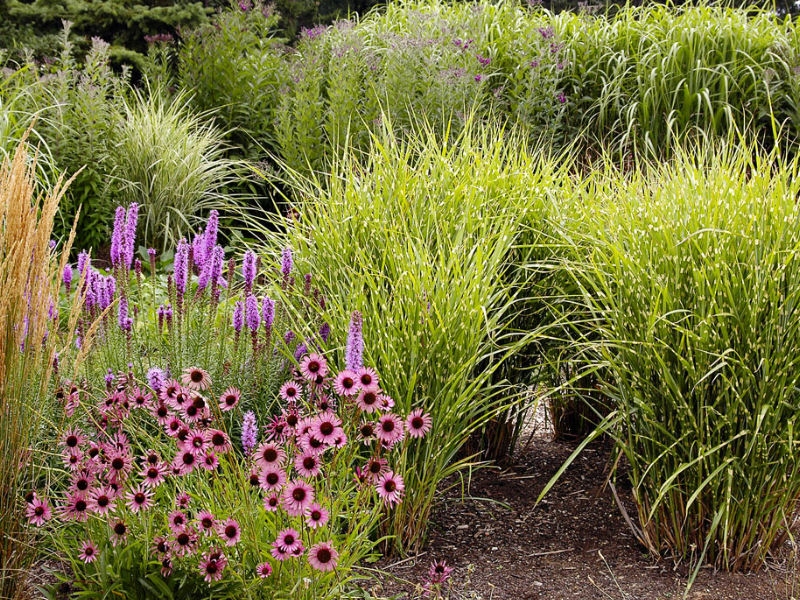 Trawa Stipa tenuifolia- ostnica mocna - 7760906073 - oficjalne archiwum ...