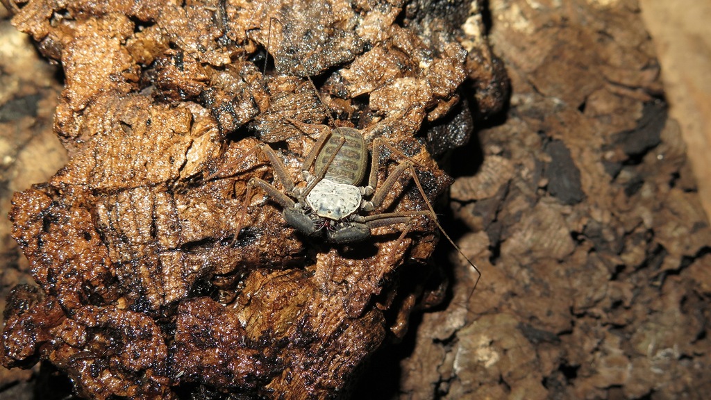 Amblypyga P.hispaniolae subadult - rarytas! - 12557316456 - oficjalne ...