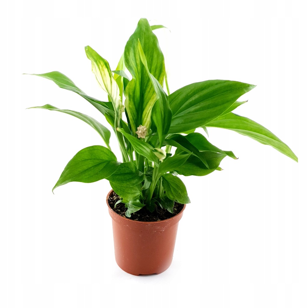 Skrzydłokwiat miniaturka Idealny do LAS W SŁOIKU - 9190956056 ...