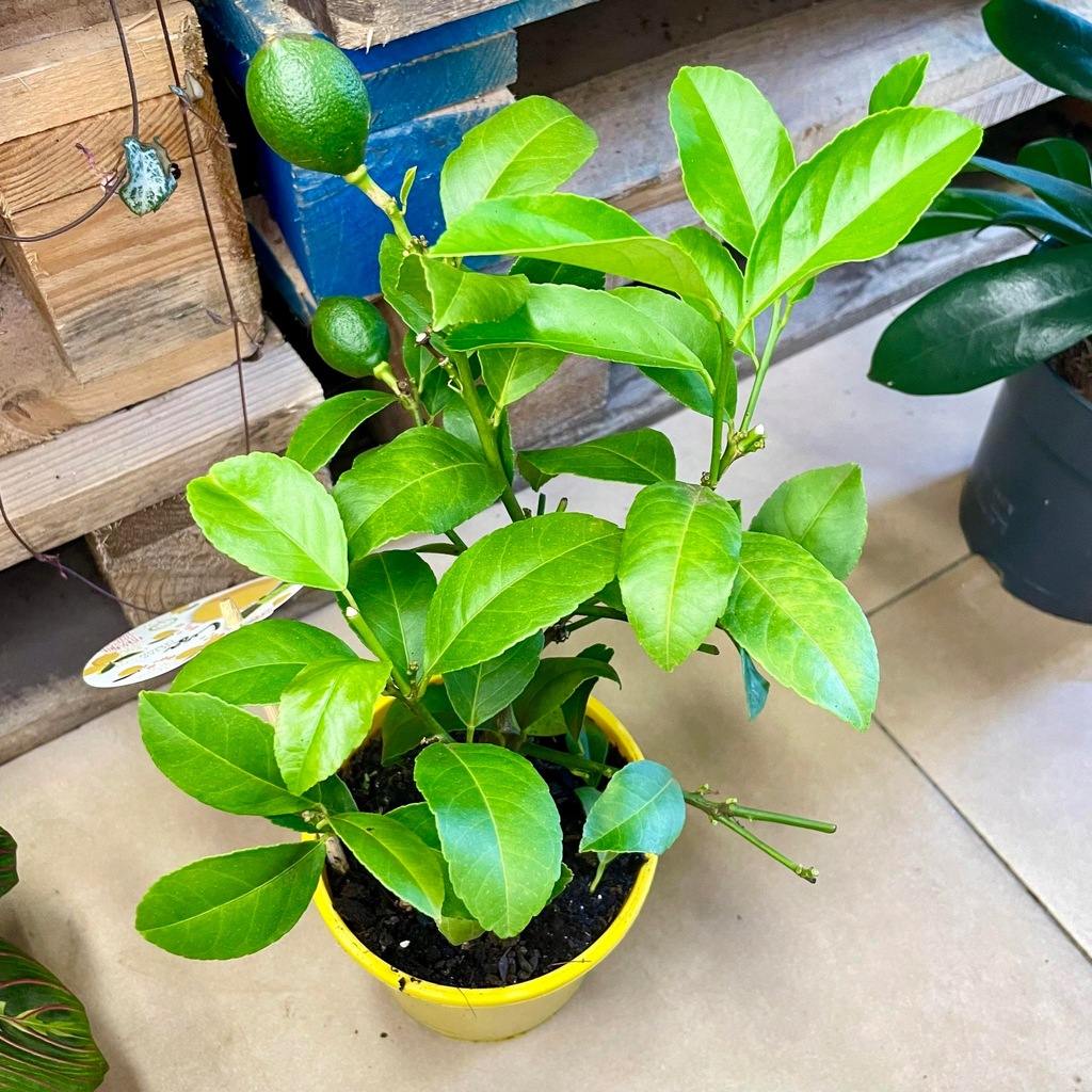 Citrus meyeri 'Meyer' cytryna - 13817667613 - oficjalne archiwum Allegro