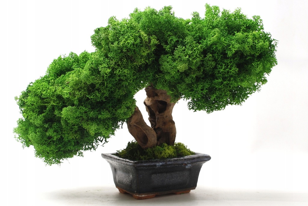 Drzewko Szczęścia Bonsai z Mchu Chrobotka Dekoracja Prezent B06 26x28x21cm - 14577214872 ...