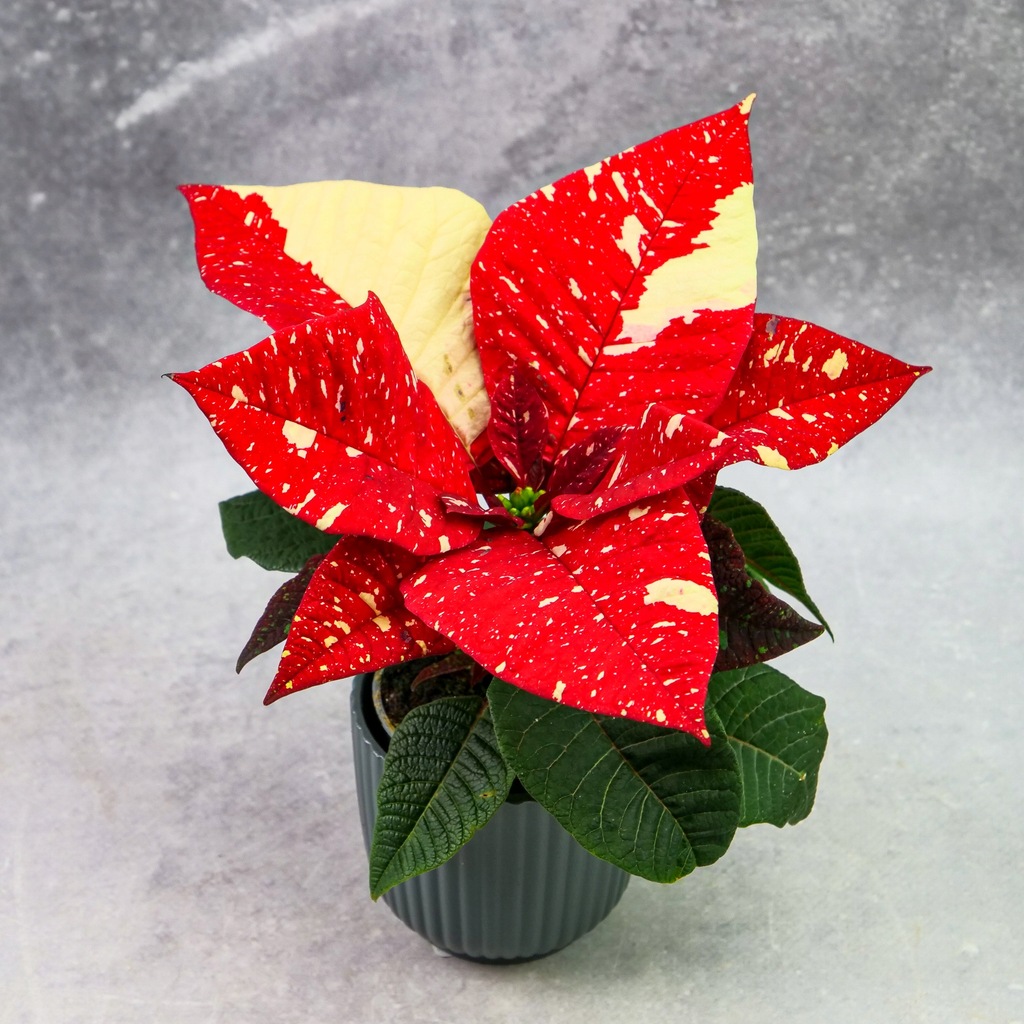 Poinsecja Gwiazda Betlejemska Euphorbia Poinsettia Primero czerwono ...