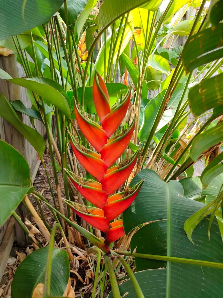 Heliconia Bihai 'Balisier' Helikonia Bihai - 11815359467 - oficjalne ...