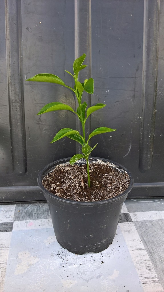 Cytryna - drzewko cytrynowe (sadzonka) - 8316062417 - oficjalne ...