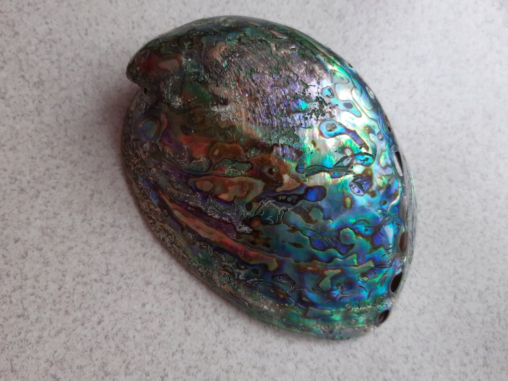 Muszla naturalna macica perłowa - 12035602355 - oficjalne archiwum Allegro