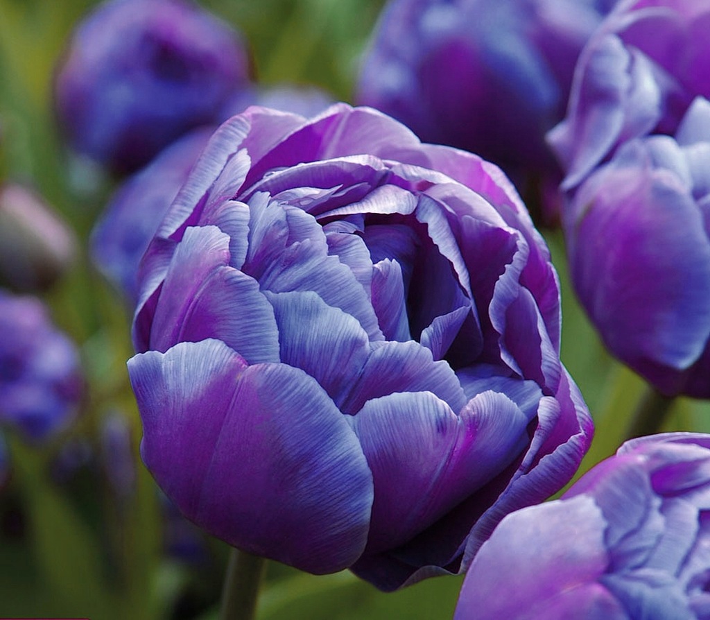 TULIPAN NIEBIESKI DOUBLE DIAMOND 5 ceb. + gratis - 12509363232 ...