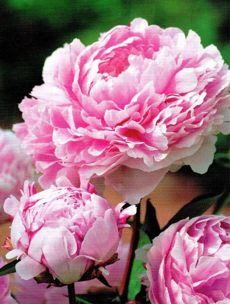 Piwonia Peonia Sarah Bernhardt 1szt. Piwonie - 13267611437 - oficjalne ... Piwonia Peonia Sarah Bernhardt 1szt. Piwonie - 13267611437 - oficjalne ...
